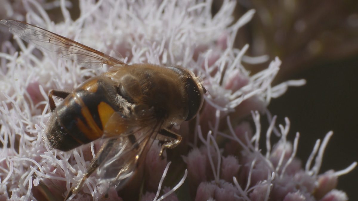 BBC Two - Gardeners' World, 2014, Episode 21, Border bugs
