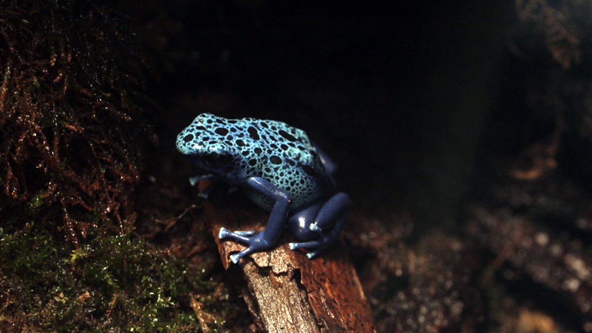 BBC - BBC Learning English, Authentic Real English: Frogmarch