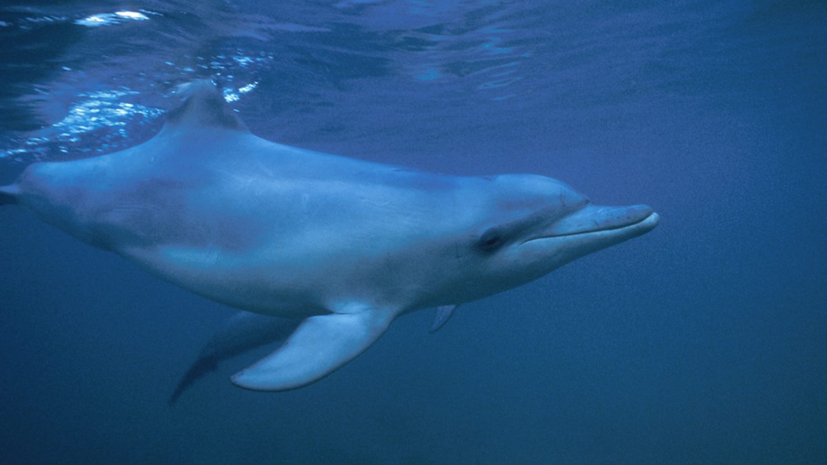 BBC - BBC Earth, Hydroplaning Dolphins - Planet Earth.mov