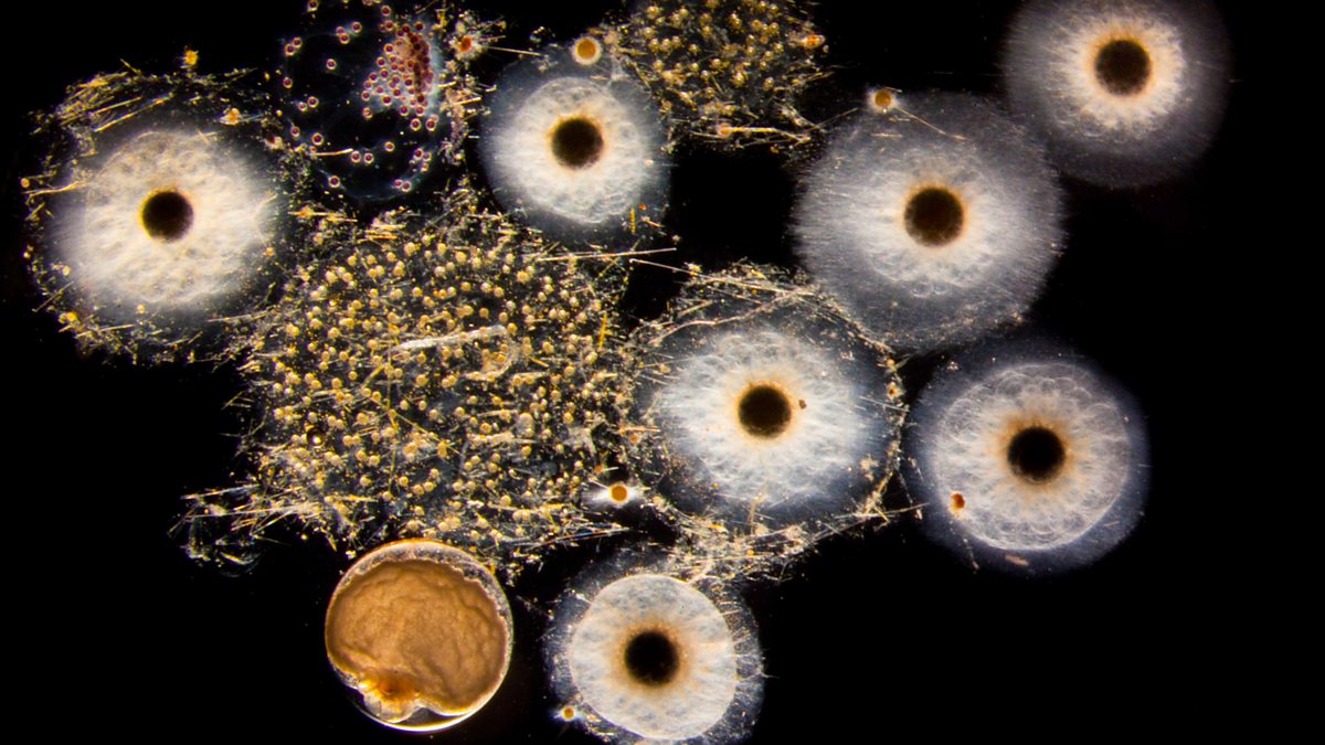BBC - BBC Earth, Plankton Chronicles - Protists.mov