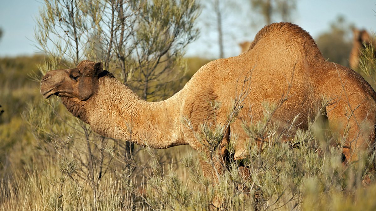 BBC - BBC Earth, Australian animal mating rituals.mov