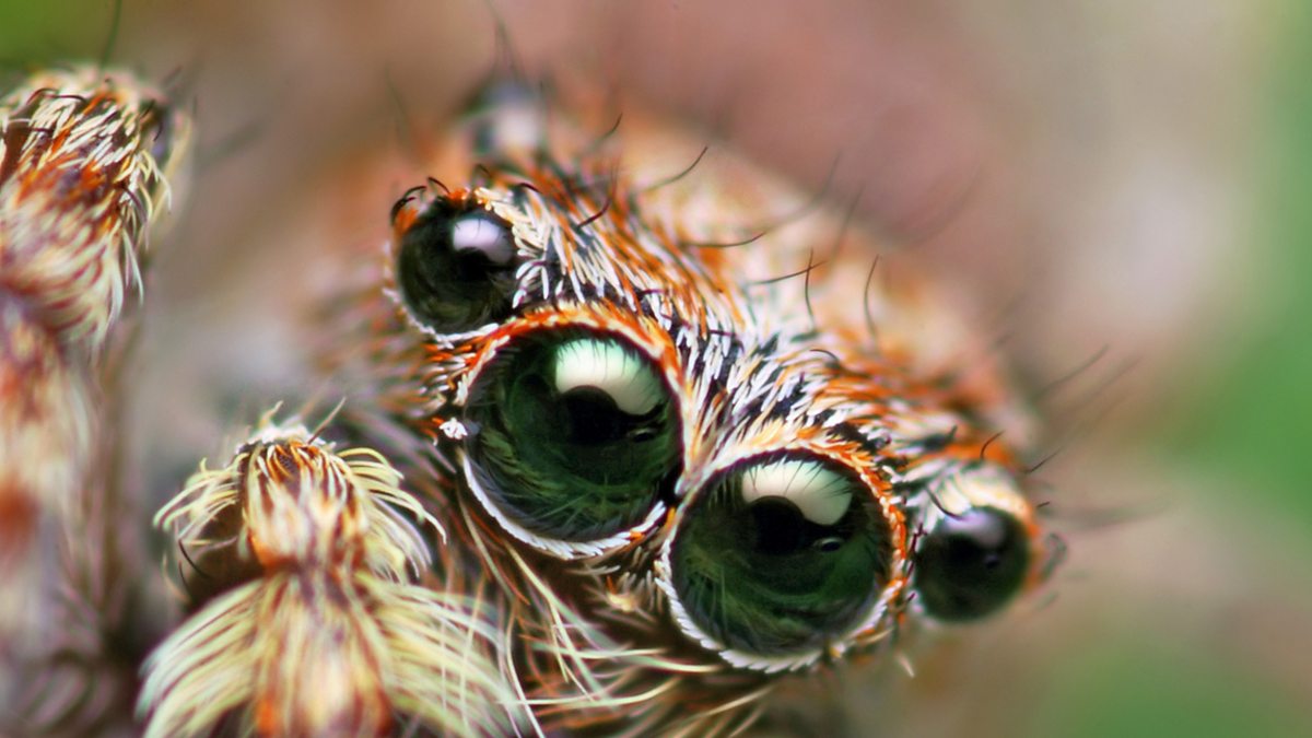 BBC - BBC Wildlife Finder, Spider super powers