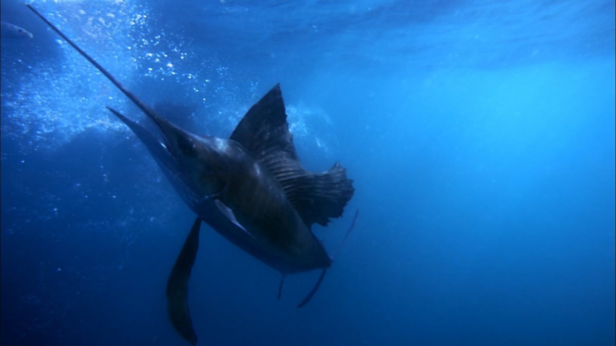 BBC - BBC Earth, BLUE H264 MASTER.mov
