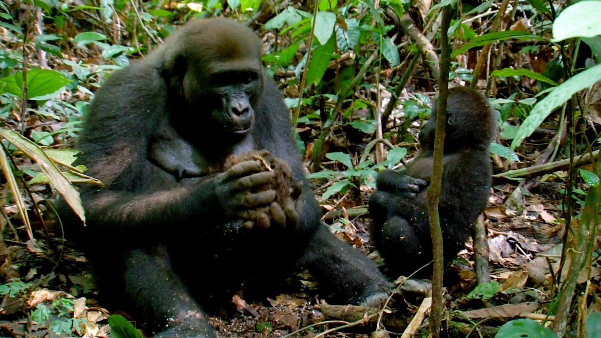 BBC Four - The Wonder of Animals, Great Apes, Ape asymmetry