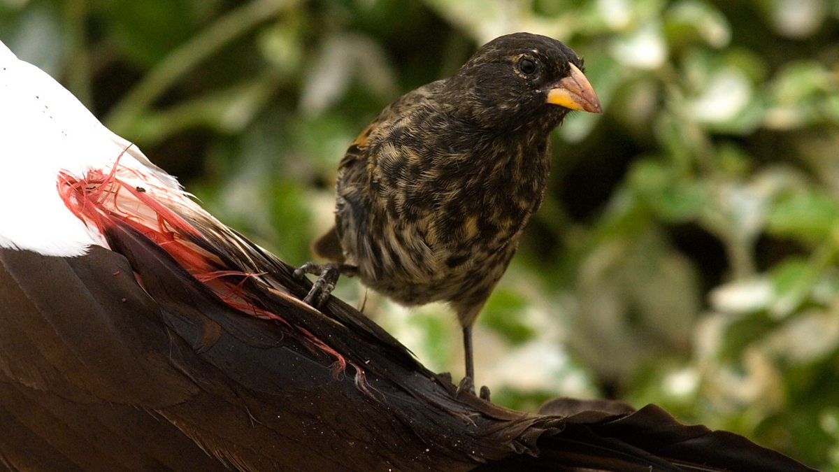 BBC Radio 4 - Tweet of the Day, Vampire Finch