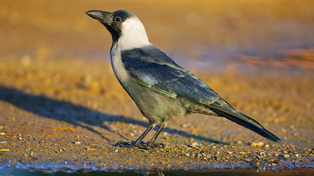 BBC Radio 4 - Tweet of the Day, House Crow