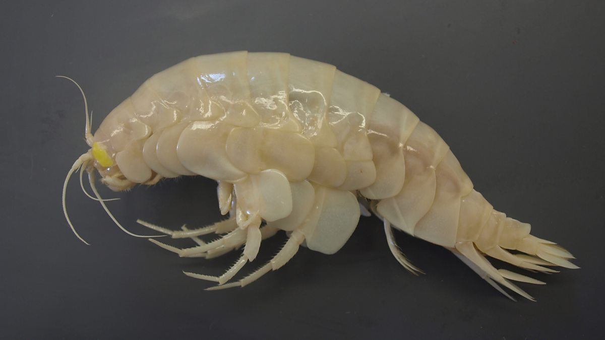 BBC World Service - Supergiant amphipod at 6200 metres - Discovery ...