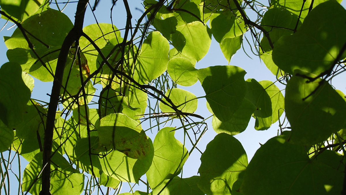 BBC Radio nan Gàidheal - Feasgar, 24/09/2014, Feasgar 240914