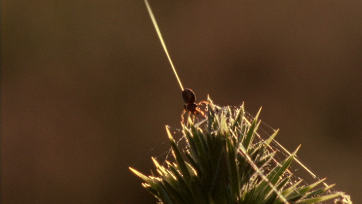 BBC - BBC Wildlife Finder, Flying spiders