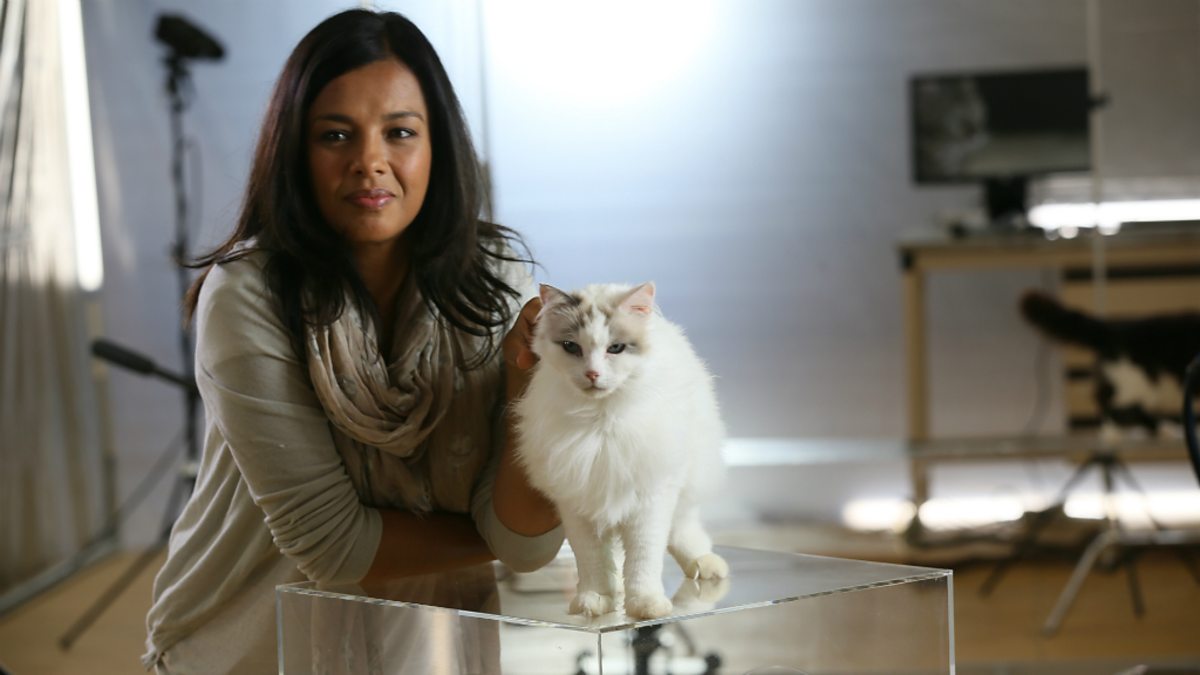 BBC Two - Cat Watch 2014: The New Horizon Experiment, Filming cats ...