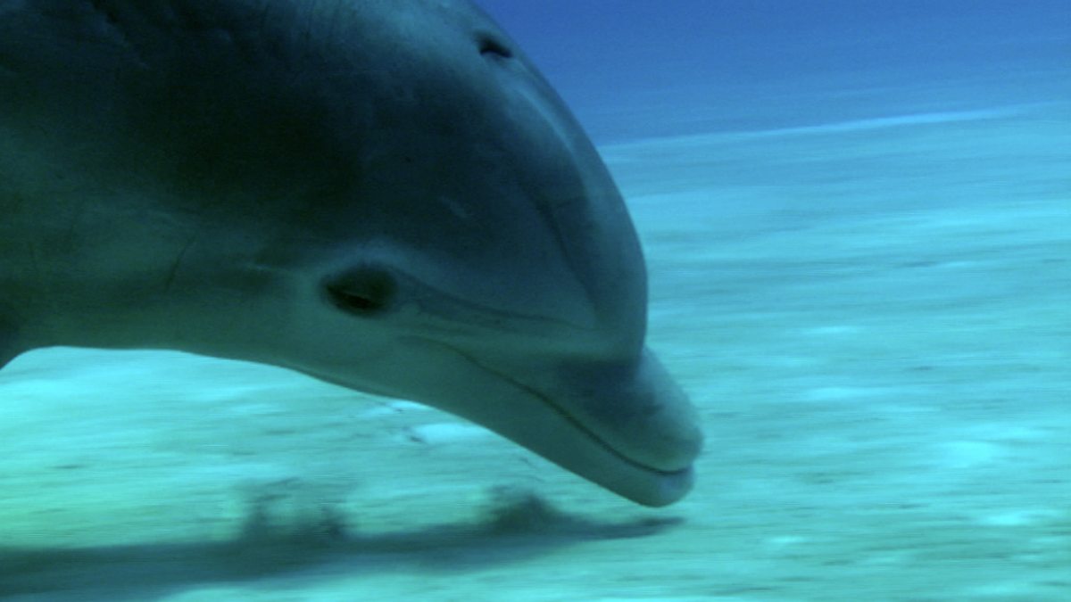 BBC Four - The Wonder of Animals, Dolphins, The dolphins amazing brain