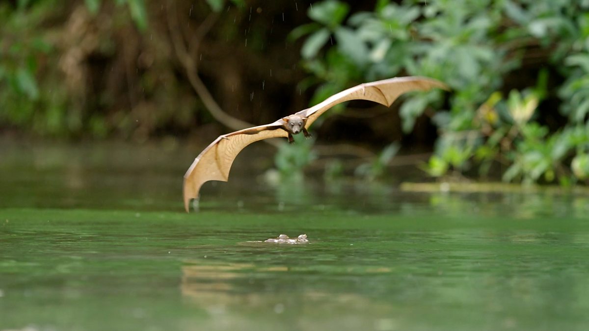 BBC Two - Wonders of the Monsoon, Waiting for the Rains, Freshwater ...