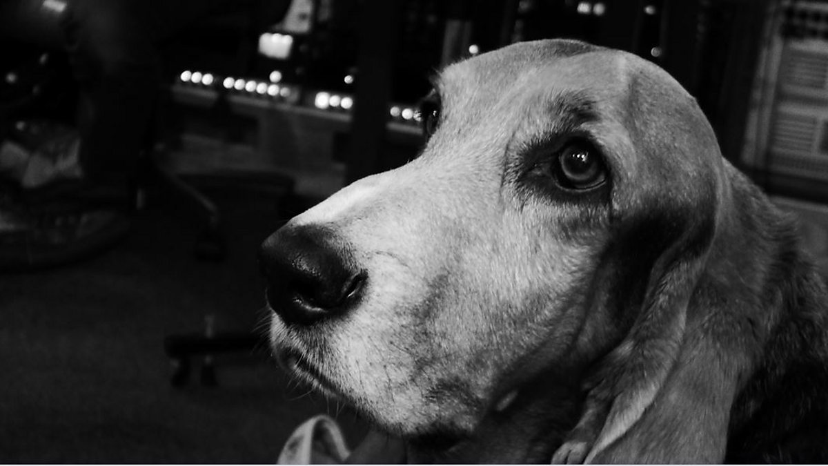 BBC Radio 2 - Jools Holland, The singing dog in action!
