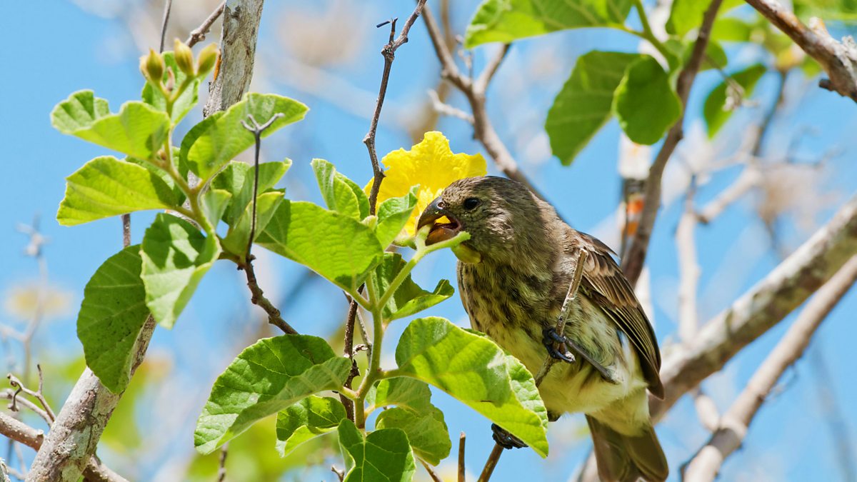 BBC Radio 4 - Tweet of the Day, Vegetarian Tree Finch