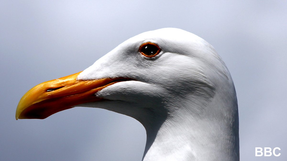 BBC World Service - The Forum, Natural Navigation, Where the “magnetic ...