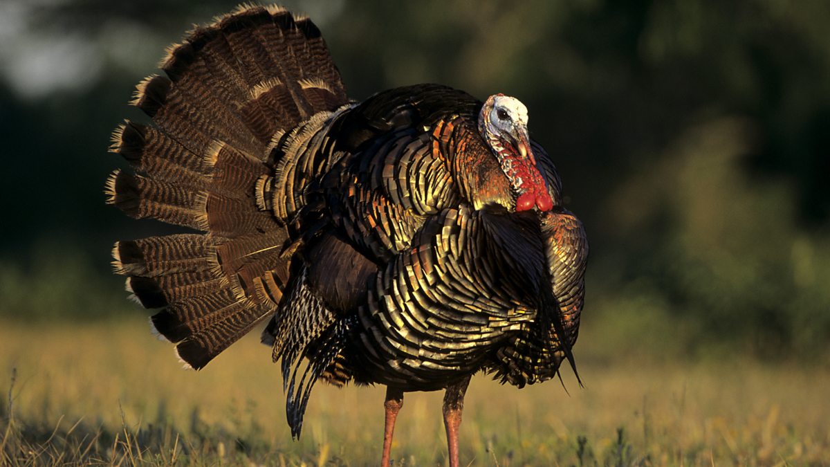 BBC Radio 4 - Tweet of the Day, Wild Turkey