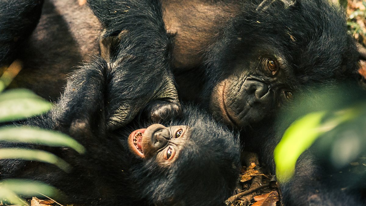 BBC One - Life Story - How we made it: Bonobos, our elusive cousins