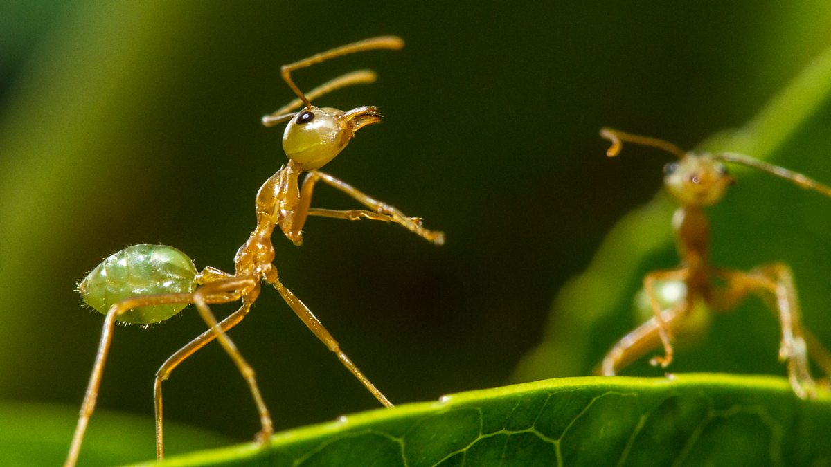 BBC Four - Life Story - How we made it: Weaver ants, natural architects