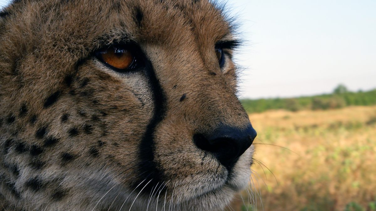 BBC One - Life Story - How we made it: Cheetahs, up close and personal