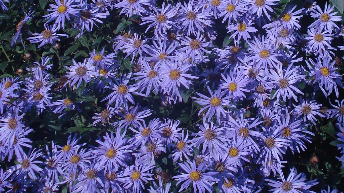 BBC Radio Ulster - Gardeners' Corner, 18/10/2014, Garden Gallery ...