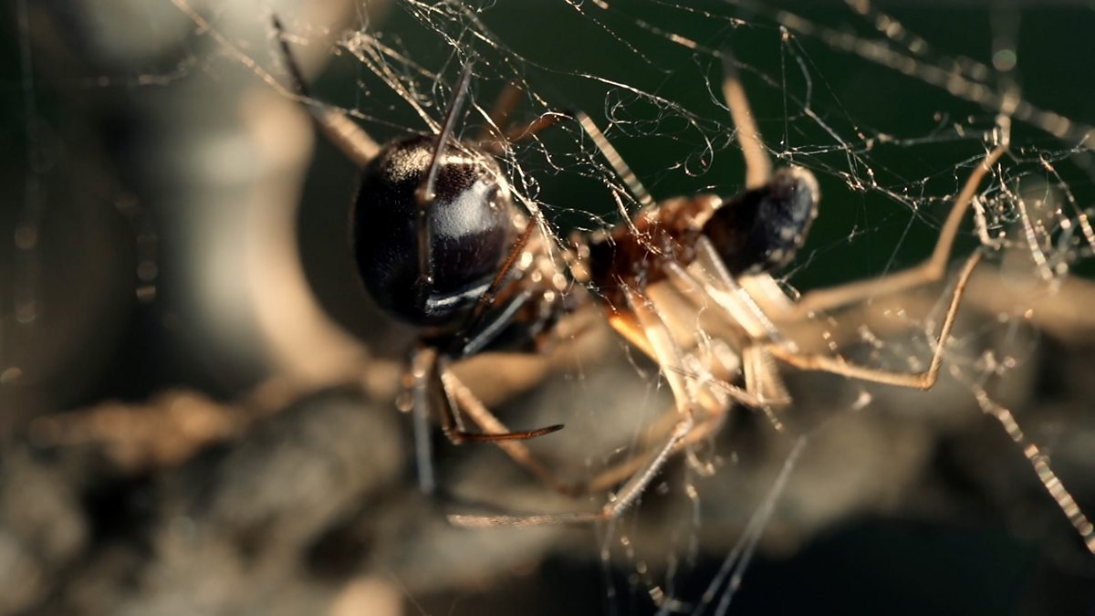 BBC Four - Spider House, How do spiders mate?