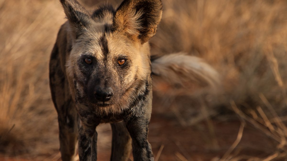 BBC Four - Life Story - How we made it: Flying with Dogs