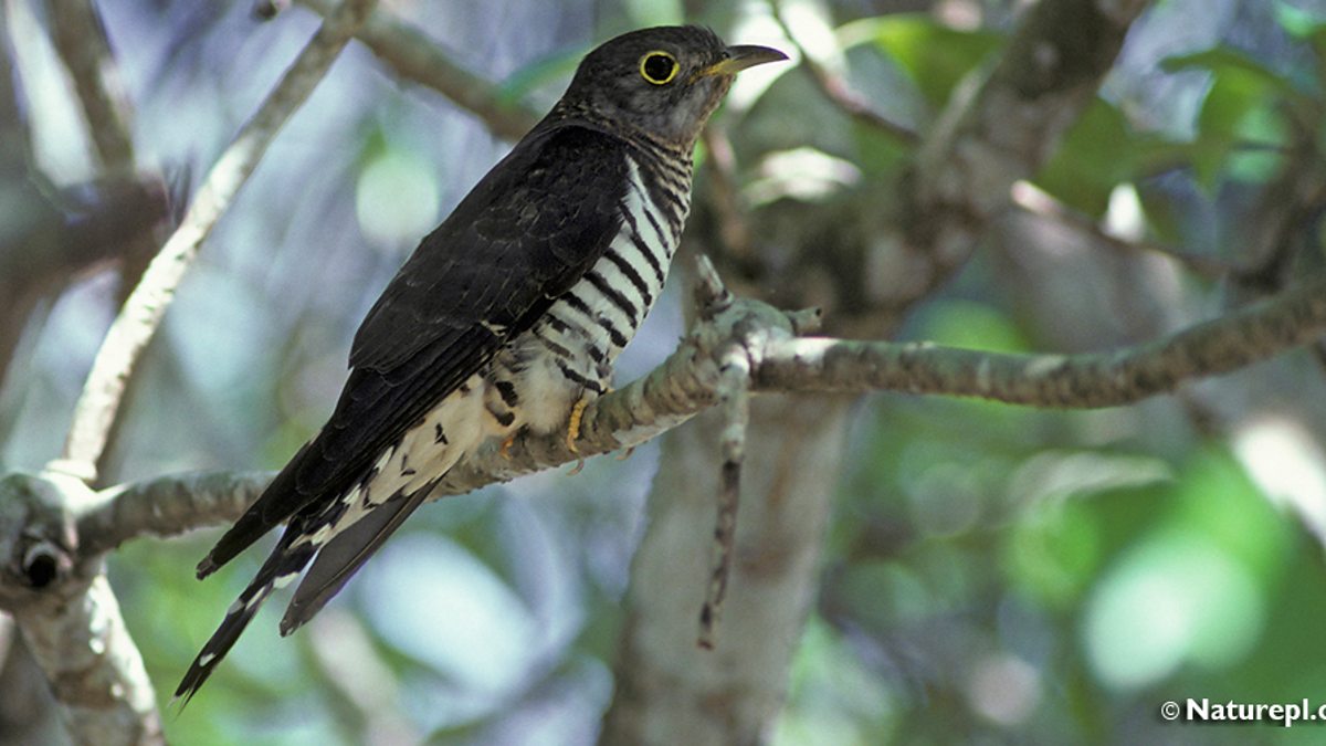 BBC Radio 4 - Indian Cuckoo - Tweet of the Day, Toco Toucan - Tweet of ...