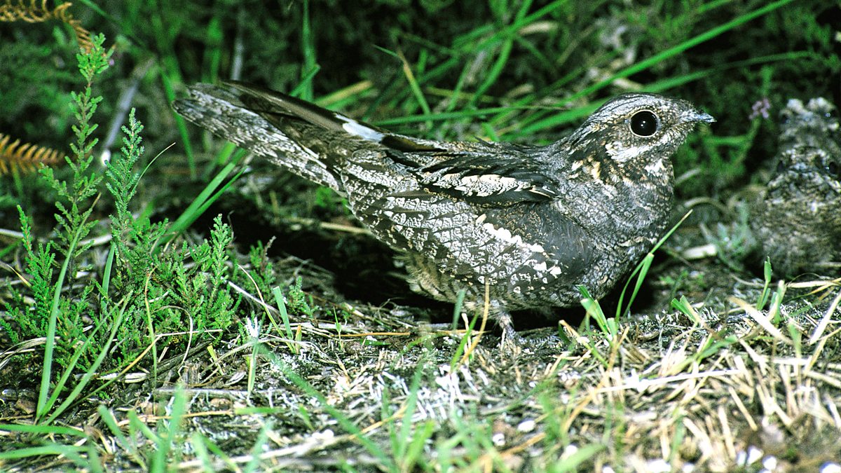BBC Radio 4 - Living World, Nightjars