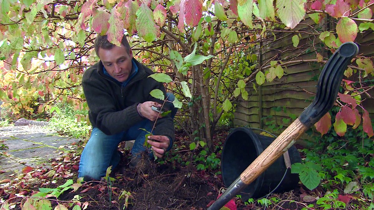 BBC Two - The Beechgrove Garden, 2014, Episode 26, Handy tips for ...