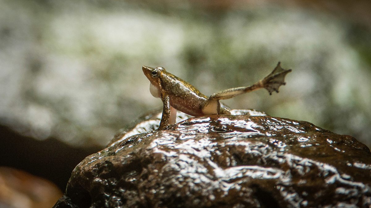 BBC Two - Foot-flagging frog, Western Ghats, India - Wonders of the ...