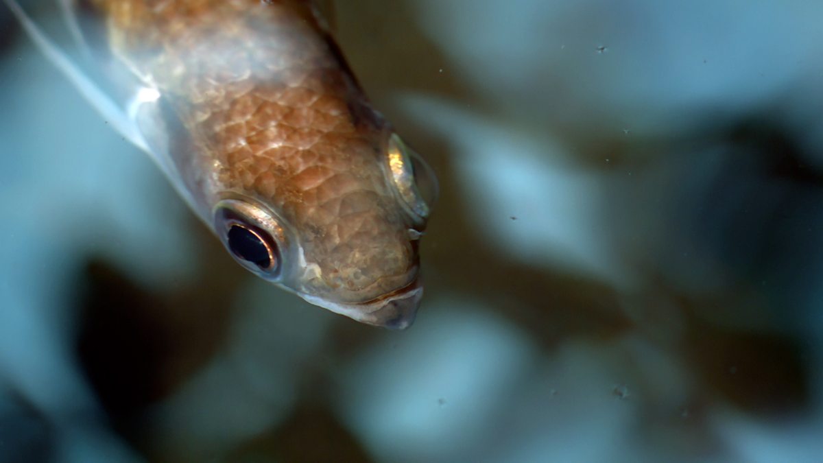 BBC One - Life Story, Series 1, Power, Archer fish firing range