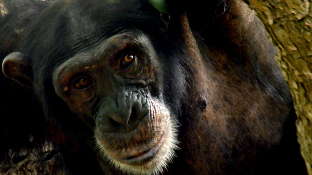 BBC One - Life Story, Series 1, Power, Spear hunting chimps