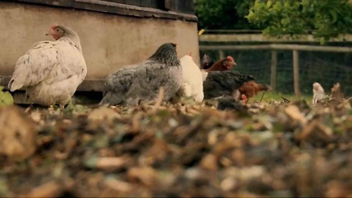 BBC Three - Life Is Toff, Cheese, Chicken chase