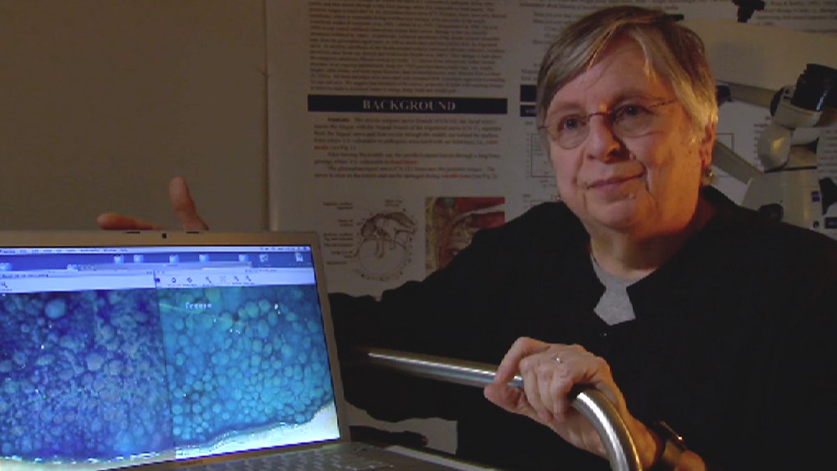 BBC - Learning, Supertasters