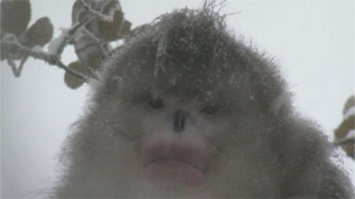 BBC Two - Wild China, Shangri-La, Yunnan snub-nosed monkey
