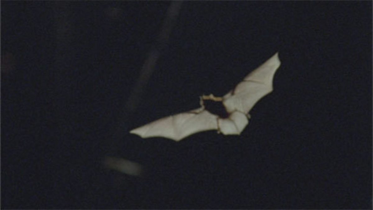 BBC Two - Wild China, Shangri-La, Bamboo mini bats