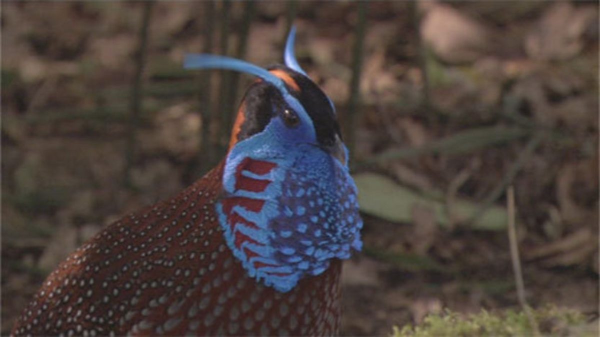 BBC Two - Wild China, Shangri-La, Tragopan display