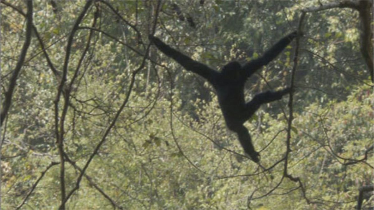 BBC Two - Wild China, Shangri-La, Gibbon song