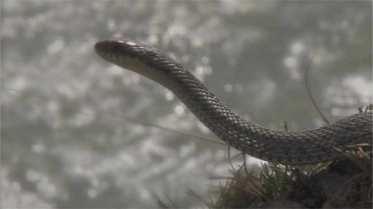 BBC Two - Wild China, Tibet, Hot spring snakes