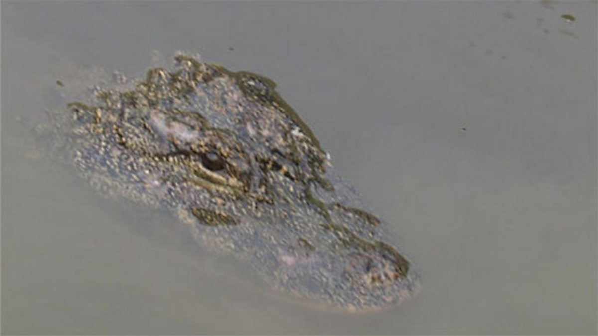 BBC Two - Wild China, Land of the Panda, Muddy dragon courtship