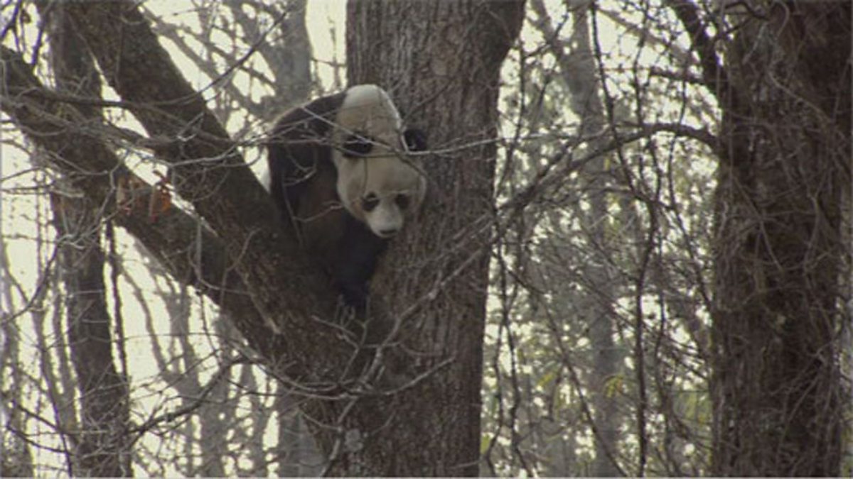BBC Two - Wild China, Land of the Panda, Mating pandas