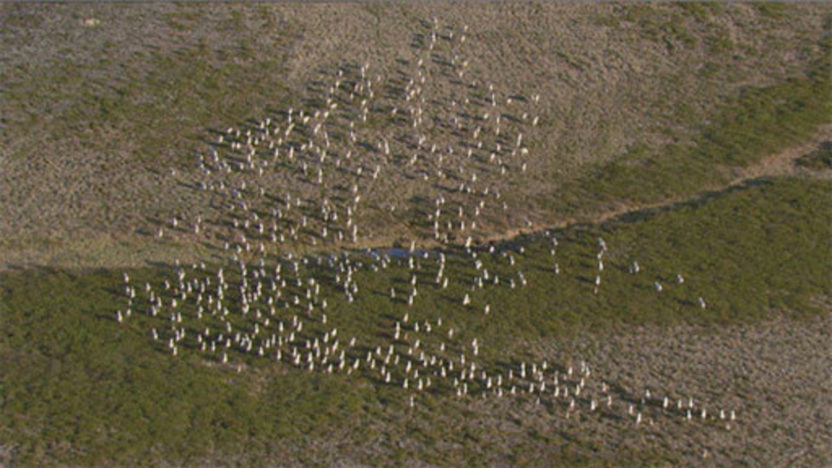 BBC One - Planet Earth, From Pole to Pole, Wolf hunt