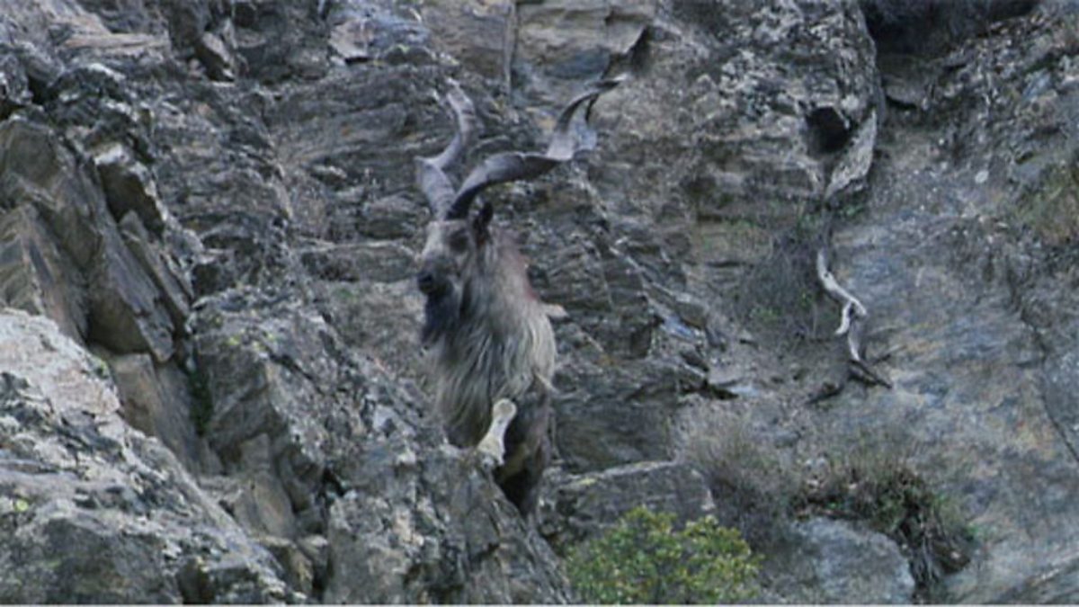 BBC One - Planet Earth, Mountains, Markhor goat rut