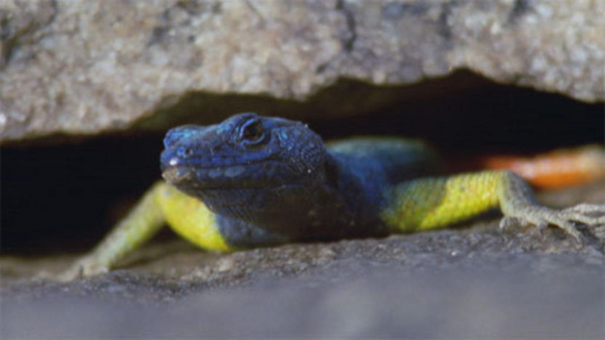 BBC One - Planet Earth, Deserts - Short Version, Flat lizard display
