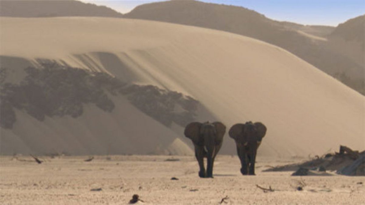 BBC One - Planet Earth, Deserts - Short Version, Desert elephants