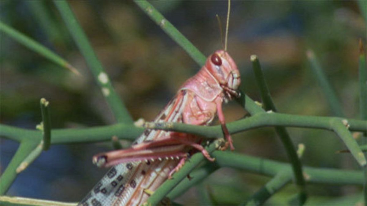 BBC One - Planet Earth, Deserts - Short Version, Swarming locusts