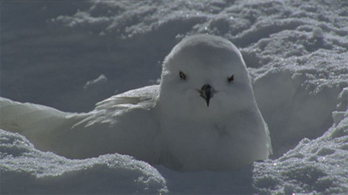 BBC One - Planet Earth, Ice Worlds, Antarctic nunataks
