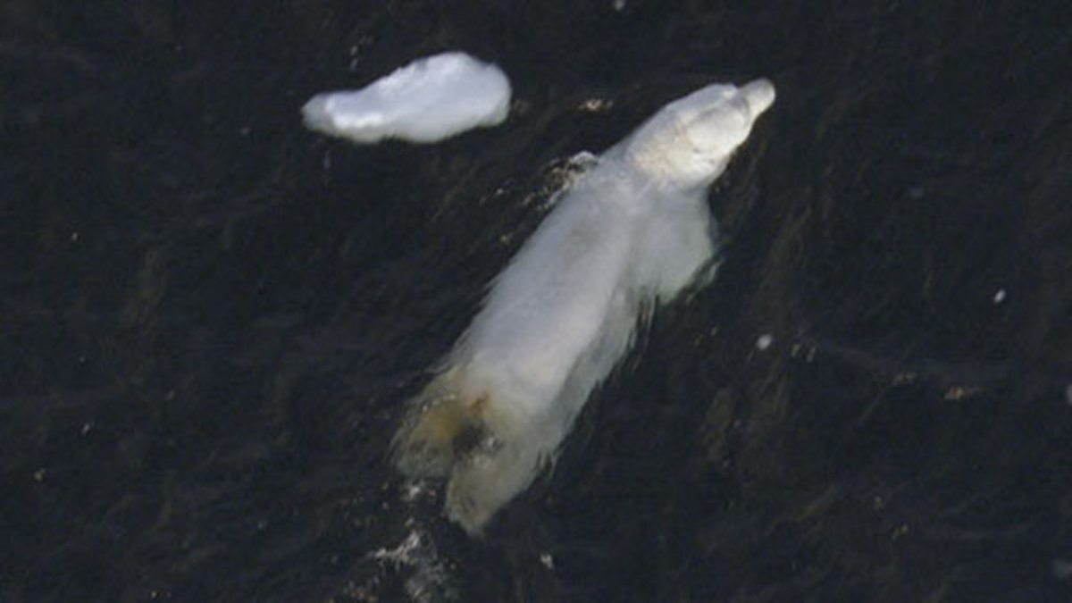 BBC One - Planet Earth, Ice Worlds, Polar bear swim