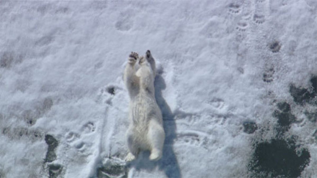 BBC One - Planet Earth, Ice Worlds, Polar bear cubs