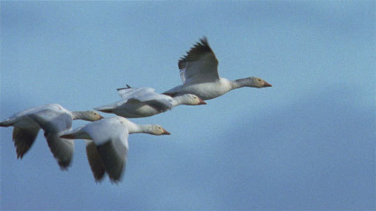 BBC One - Planet Earth, Great Plains, Snow goose migration